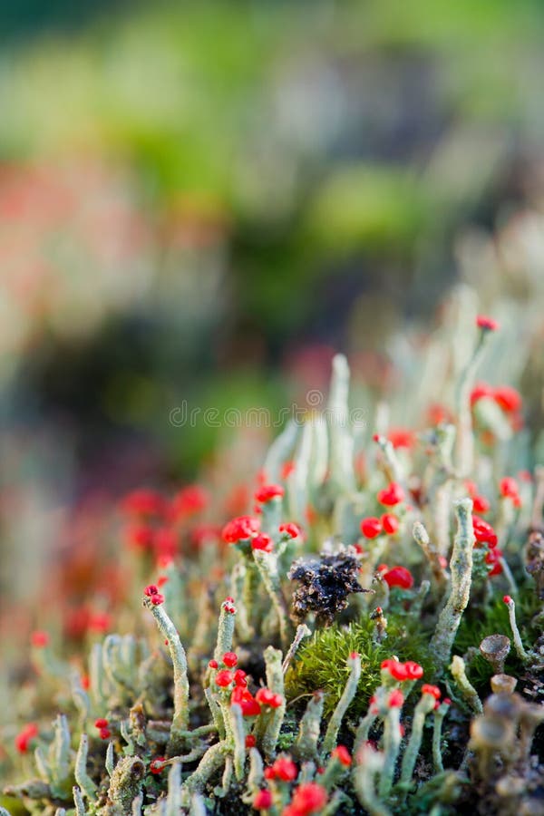 Green with red moss stock image. Image of detail, green - 24777923