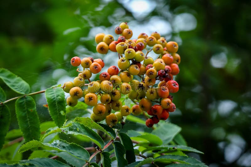Green and Red-orange Rowan Berries Cluster on the Branch of a Rowan ...