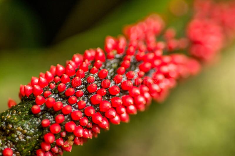 608 Plant Red Triangle Photos - Free & Royalty-Free Stock Photos from ...