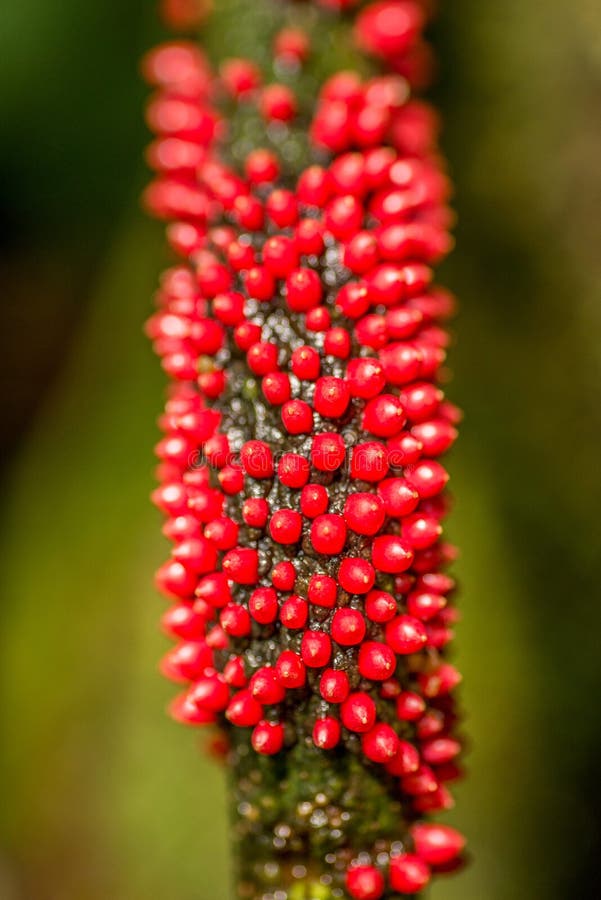 608 Plant Red Triangle Photos - Free & Royalty-Free Stock Photos from ...