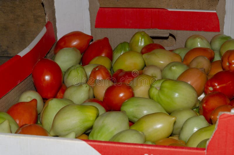 Tomatoes in a box stock photo. Image of food, selective - 156509974