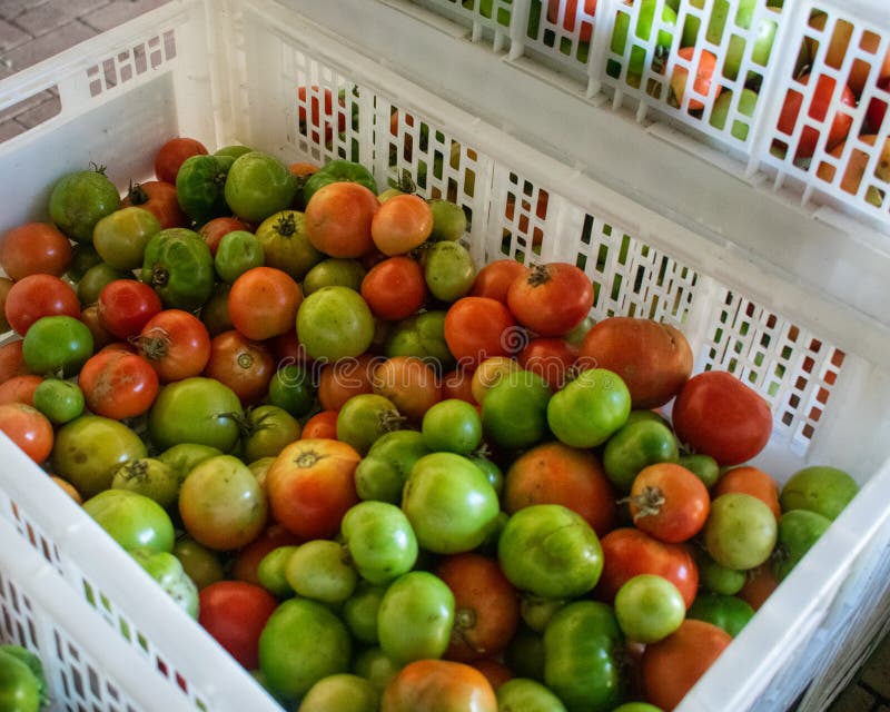 Green and Red Tomatoes in a White Box Stock Image - Image of closeup ...