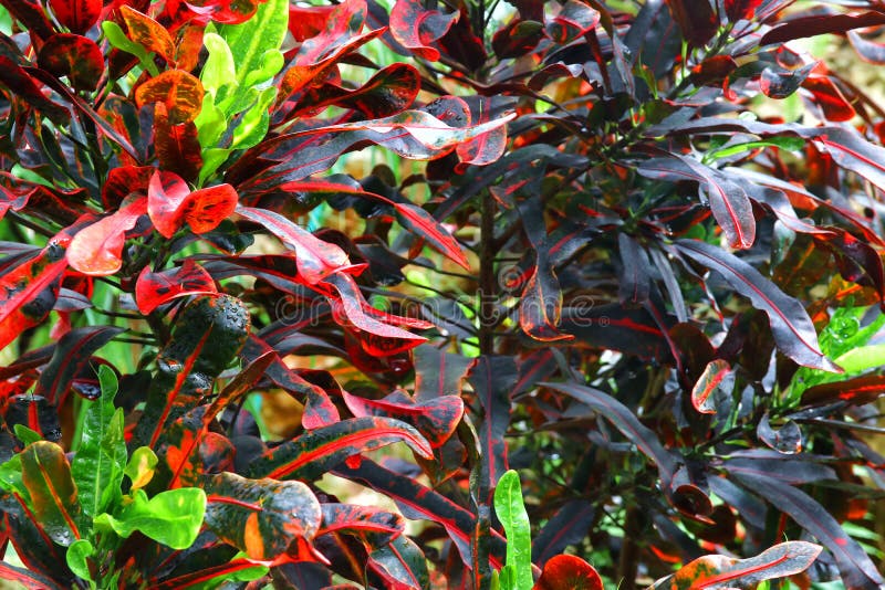 Green and Red Tropical Leaves Background. Summer and Nature Concept ...