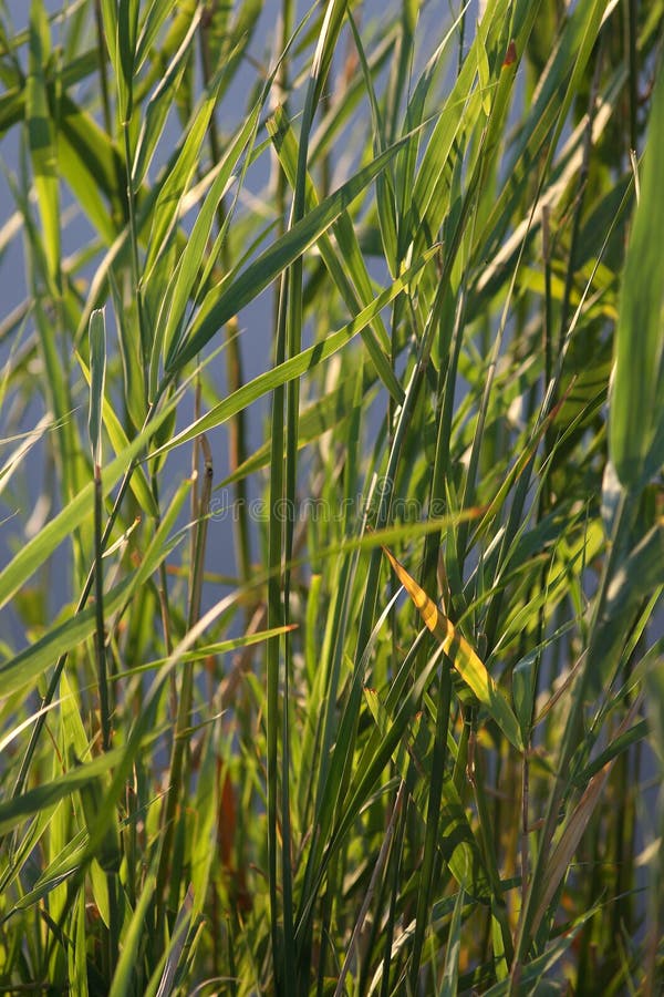 Macro Photos with Landscape Background River Water, Green Vegetation of ...