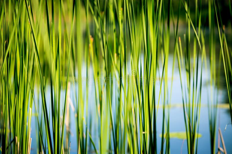 Green Reed Abstract Background Stock Photo - Image of reed, blurred ...