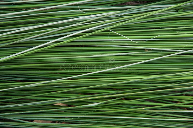 Green reed background stock image. Image of brown, poster - 30998799