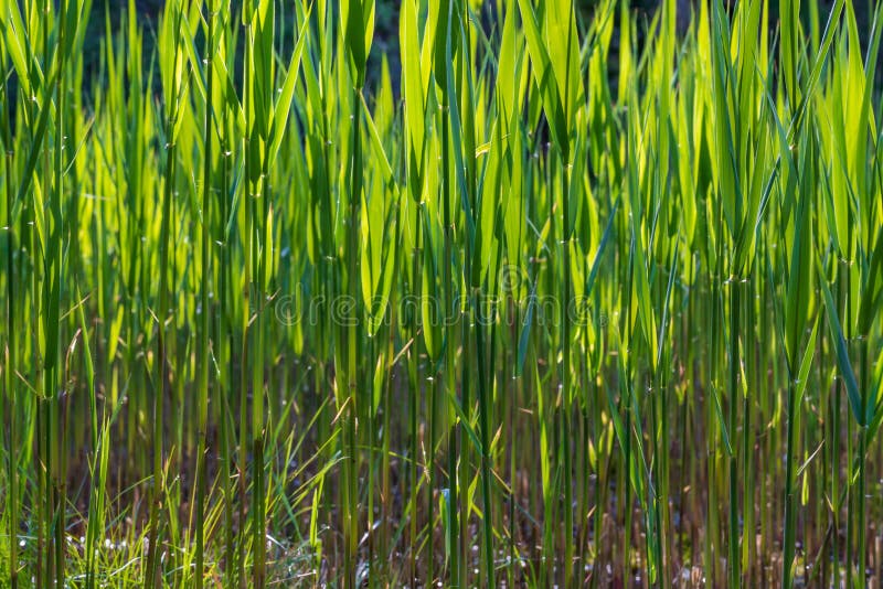 A Green Reed Backlit by the Sun Grows in a Swamp by a Pond Stock Photo ...