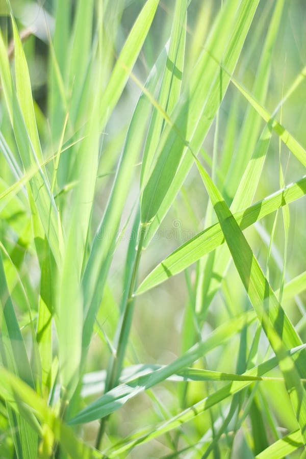 Green reed stock image. Image of asian, life, bright - 34827683