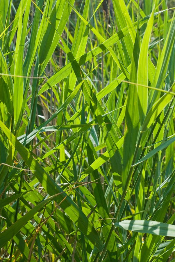 Green reed stock image. Image of clean, green, herb, background - 34829153
