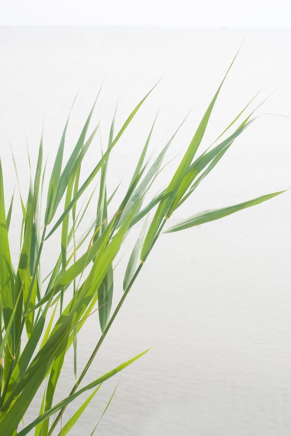 Green reed stock image. Image of landscape, cane, herb - 34830901