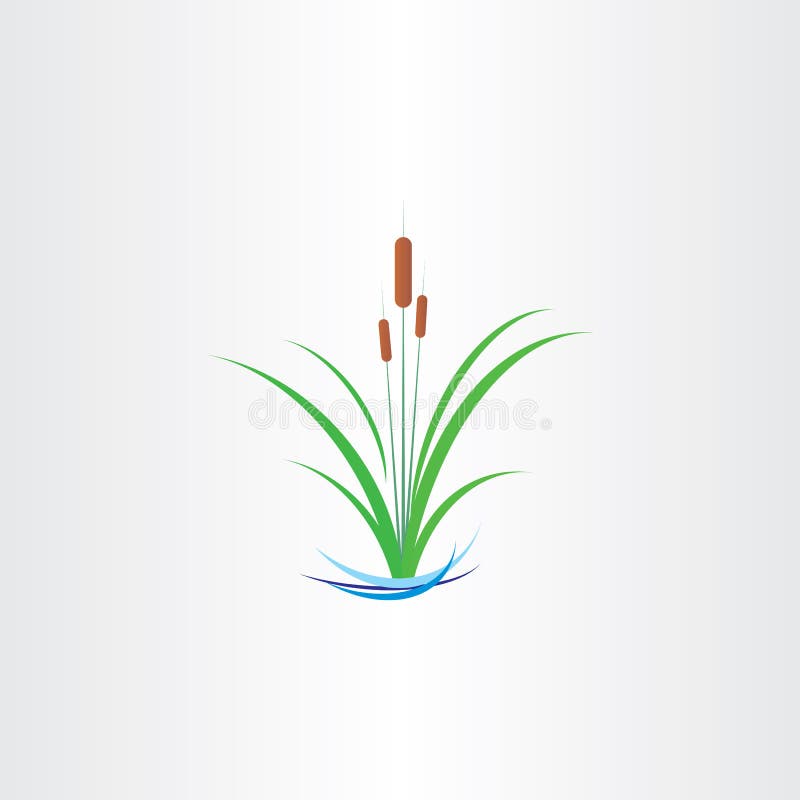 Green Reed Bulrushes Vector Design Stock Vector - Illustration of water ...