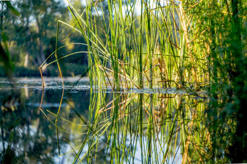 Green Reed Bushes are Reflected in the Mirror Surface of the River ...