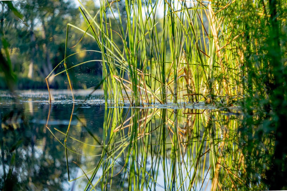 Green Reed Bushes are Reflected in the Mirror Surface of the River ...