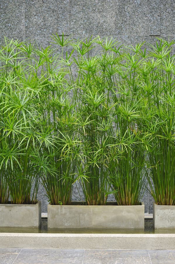 Green Reed Exterior in Modern Building Stock Image - Image of view ...