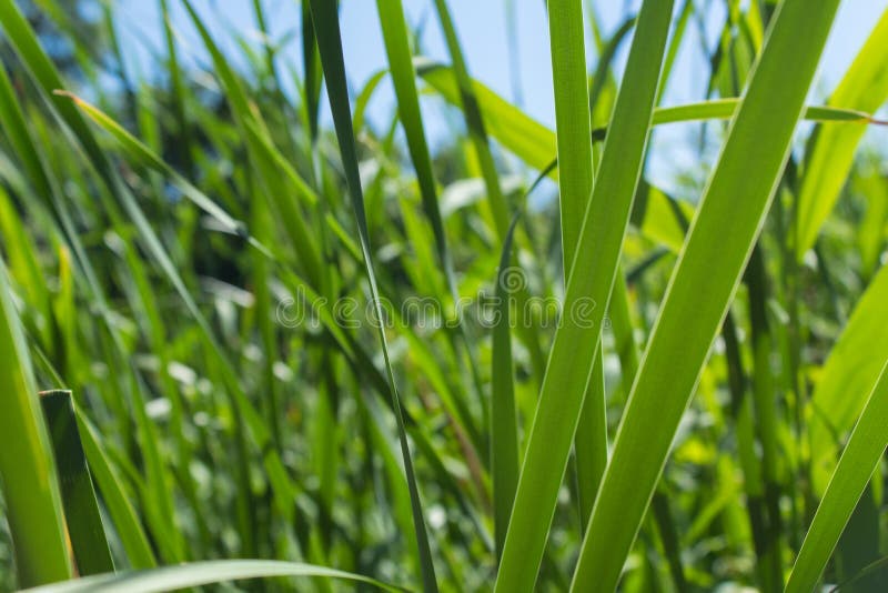Green Reed Field, Leafs Close Up Stock Image - Image of meadow ...