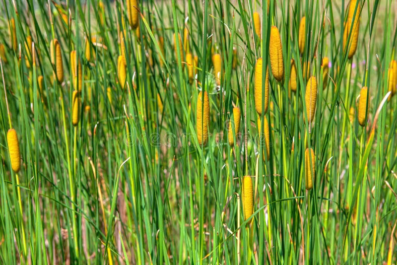 433 Growing Yellow Green Reed Stock Photos - Free & Royalty-Free Stock ...