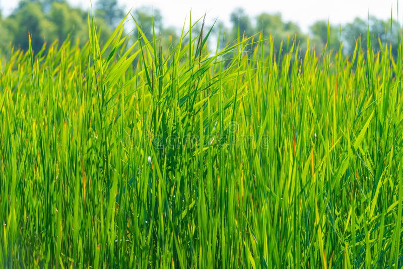 Green Reed Growing Along a Lake in Sunlight Stock Image - Image of ...