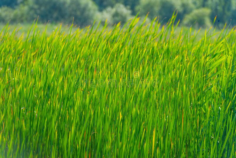 Green Reed Growing Along a Lake in Sunlight Stock Image - Image of ...
