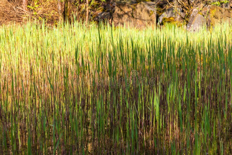 Green Reed Growing in a Swamp. the Intense Sun Shines Stock Photo ...