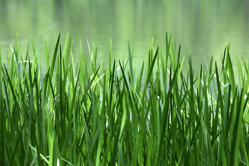 Green reed stock image. Image of greenery, format, nature - 95178271