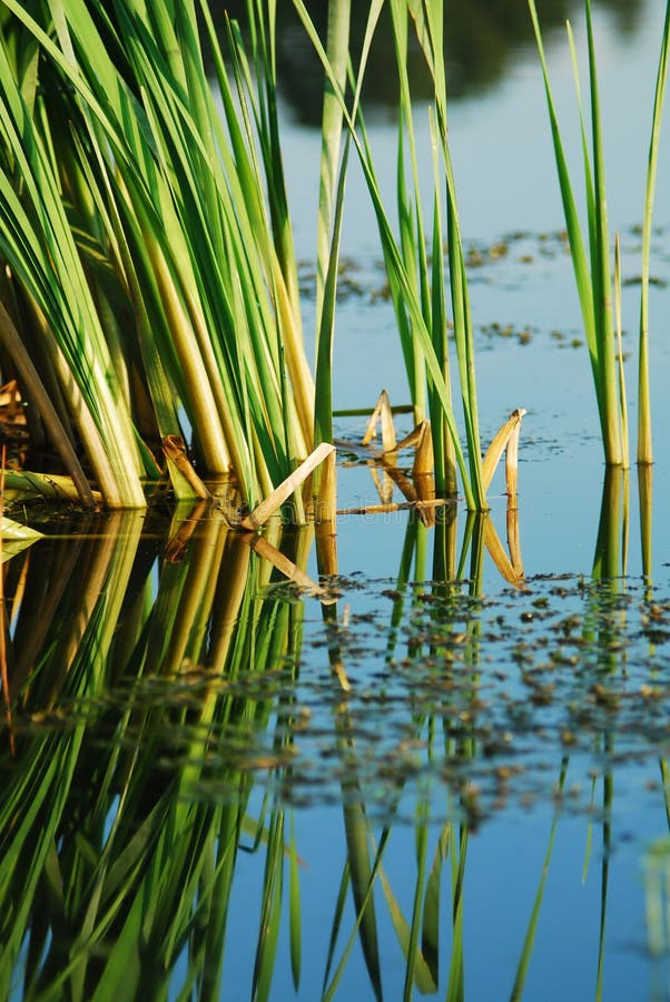 Green Reeds in Silent Water Stock Image - Image of closeup, plant: 34161005