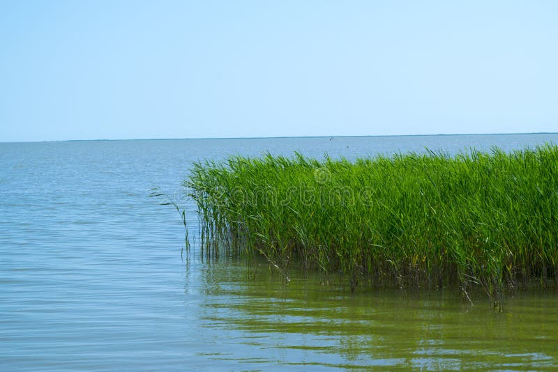 Green reed stock image. Image of greenery, format, nature - 95178271