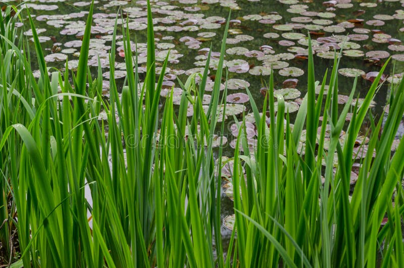 Green reed stock image. Image of greenery, format, nature - 95178271