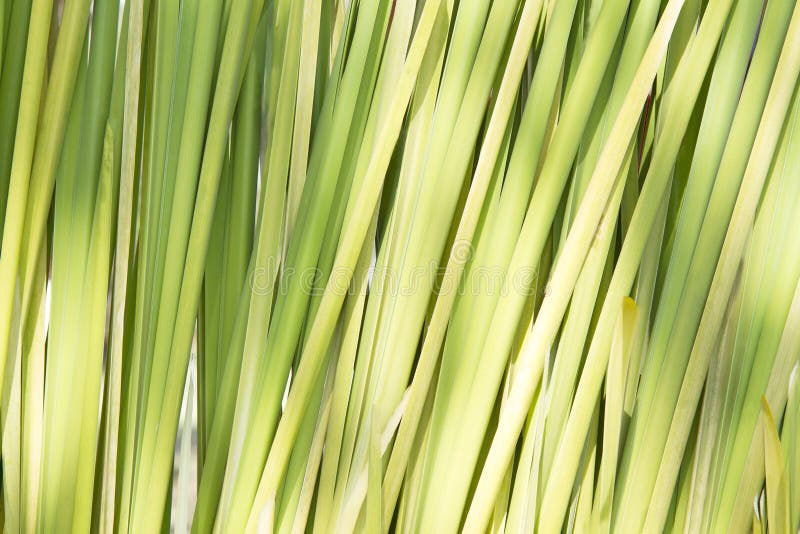 Green Reed Leaves Background Stock Image - Image of white, growth: 89208953
