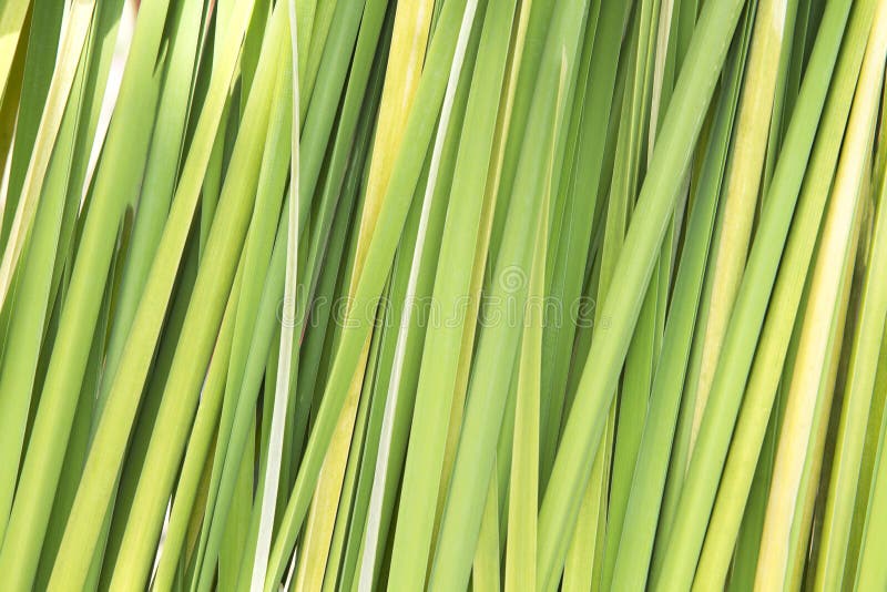 Green Reed Leaves Background Stock Photo - Image of plant, white: 89208998