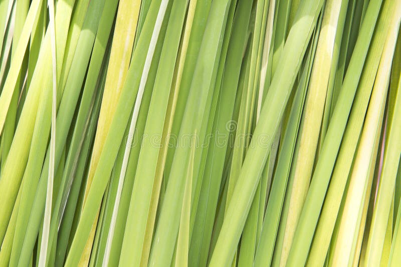 Green Reed Leaves Background Stock Image - Image of flora, color: 89209117