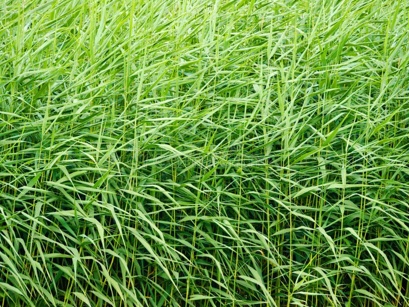 Green reed stock image. Image of greenery, format, nature - 95178271