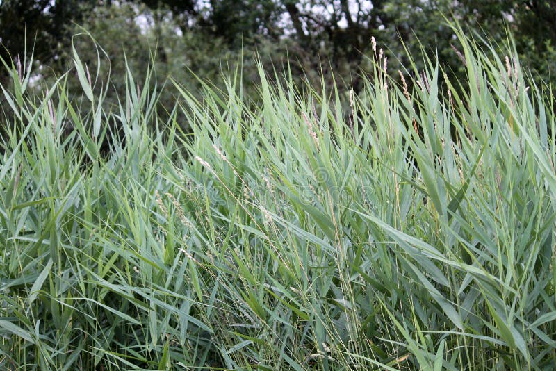 Green Reed Phragmites Australis in Wild Stock Photo - Image of leaf ...