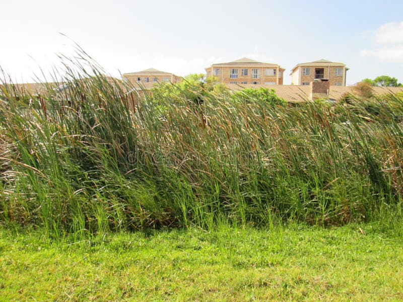 Green Reed Plants Swaying. stock photo. Image of green - 103794898