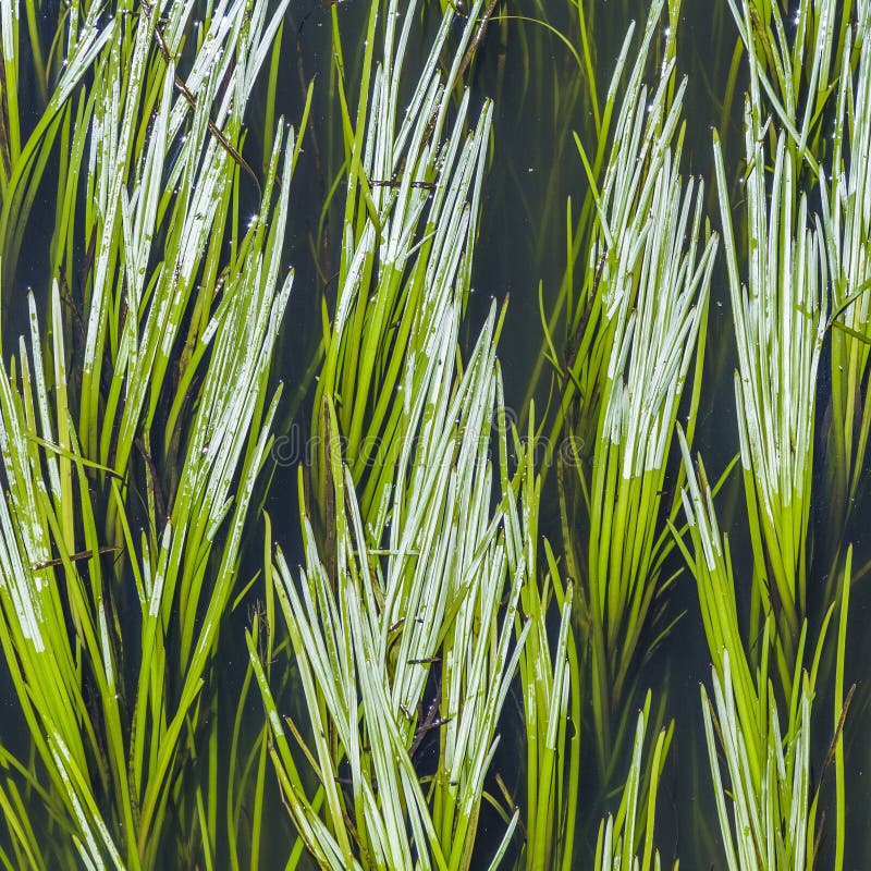 Green reed in the river stock image. Image of nature - 42227205