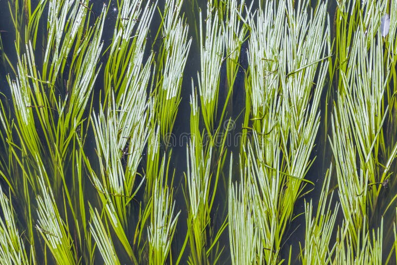 Green reed in the river stock image. Image of common - 42227407