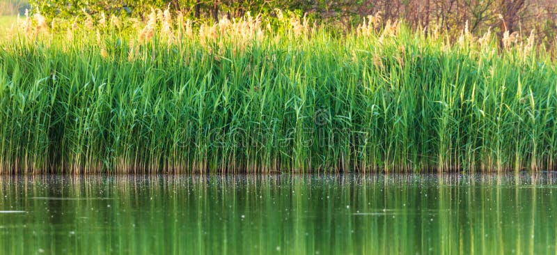 Reed on the Shore of a Small Lake. Reed Seeds Stock Image - Image of ...