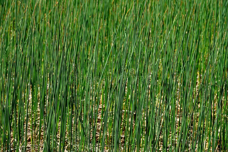 Green Reed Texture stock image. Image of outdoor, environment - 166708453