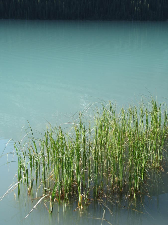 Greenfields Wetlands stock photo. Image of south, australia - 14888396