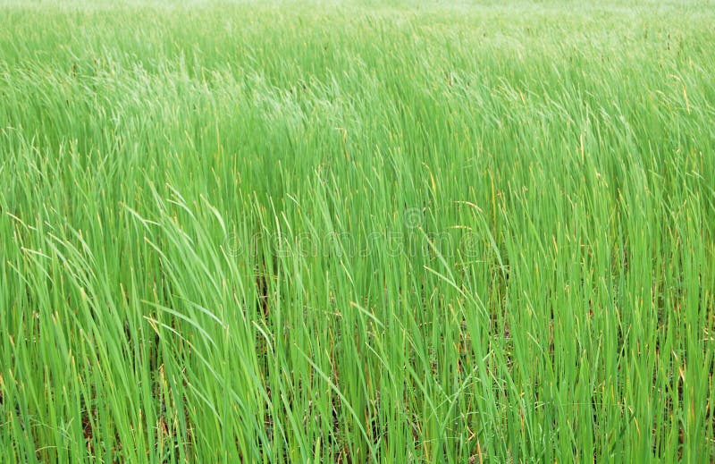 Green reeds background stock image. Image of flora, color - 28136445
