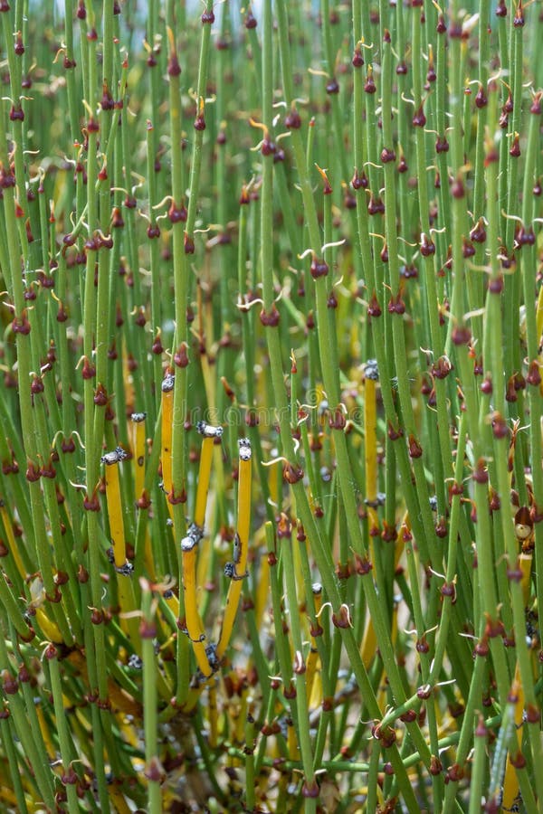 Green Reeds Background stock image. Image of background - 61661587
