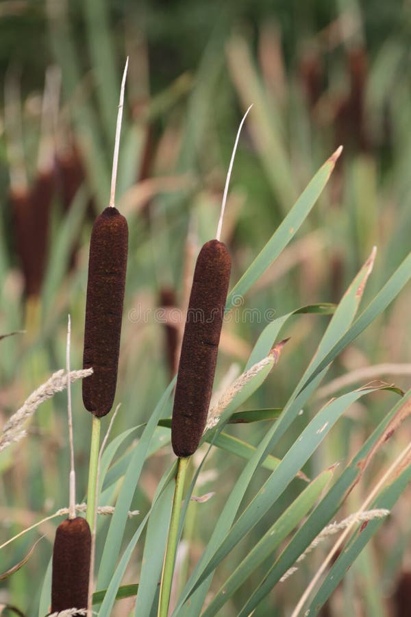 Green Reeds stock photo. Image of grass, perennial, seeds - 35260402