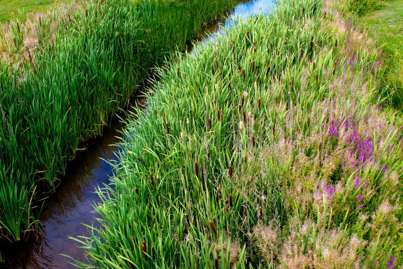 Green reeds beside a creek stock image. Image of wetland - 26825435
