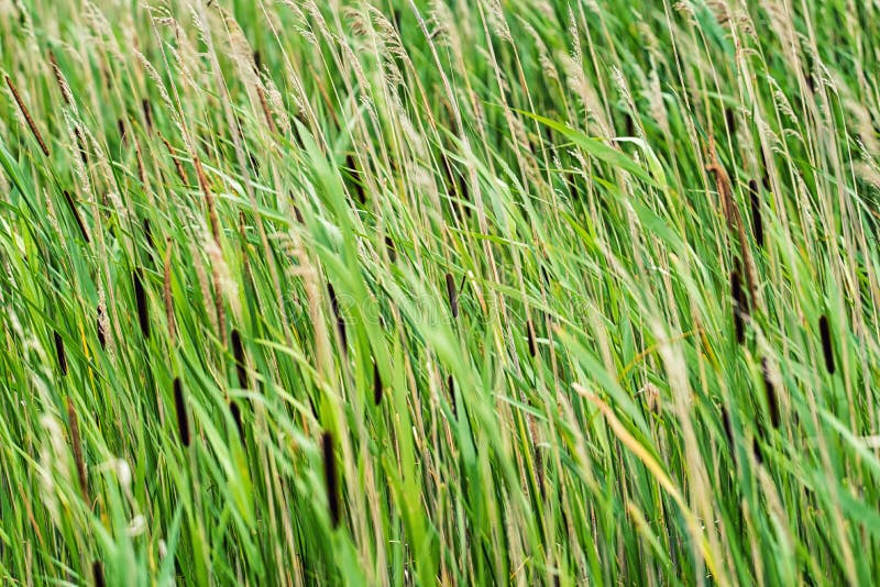 Green Reeds Grass Background Stock Image - Image of bush, nonurban ...