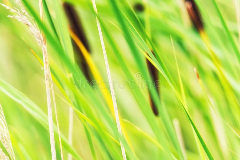 Green Reeds Grass Background Stock Photo - Image of marsh, reed: 95062480