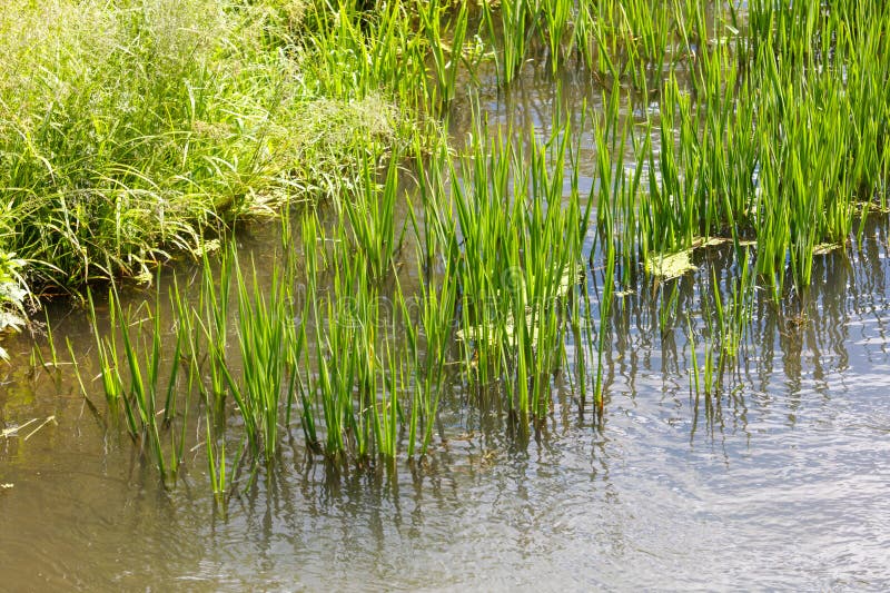 Green Reeds Grow on the River in Summer Stock Photo - Image of shore ...