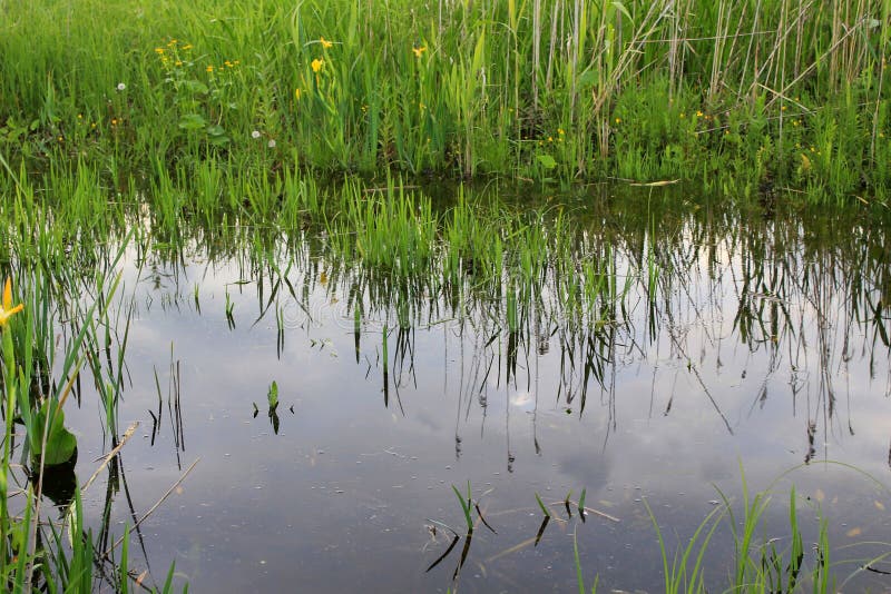 Grassy Freshwater Marsh stock image. Image of nature - 16193153