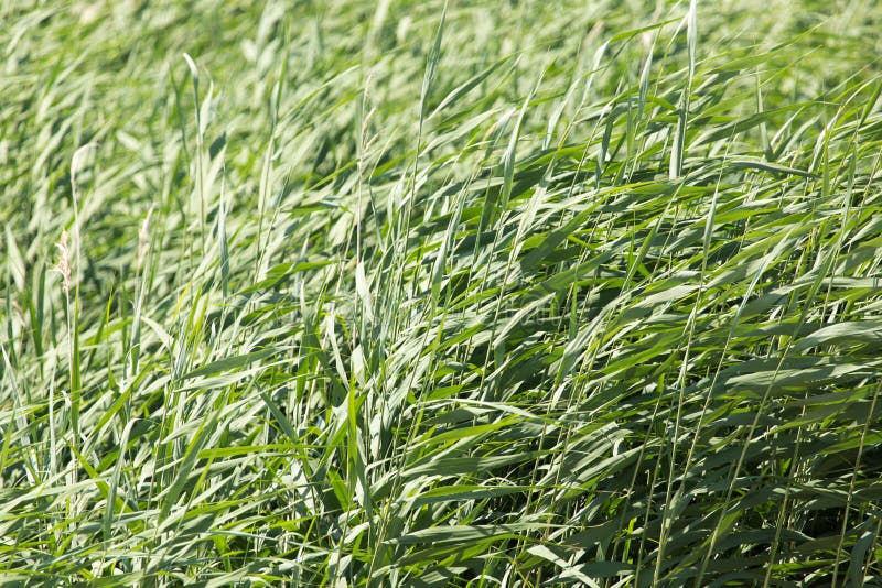 Green reeds in nature stock photo. Image of reed, seasonal - 109470172