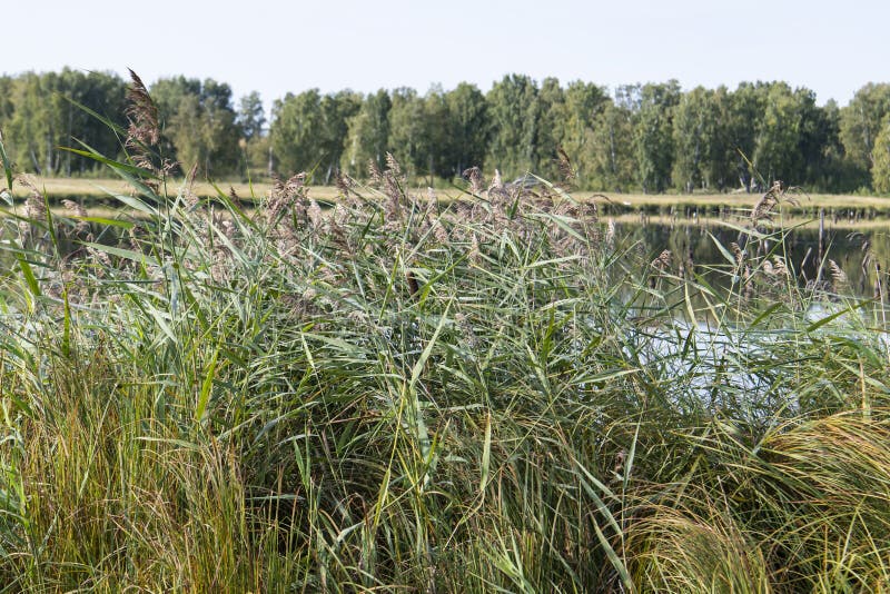 Green reeds near the water stock photo. Image of green - 228851372