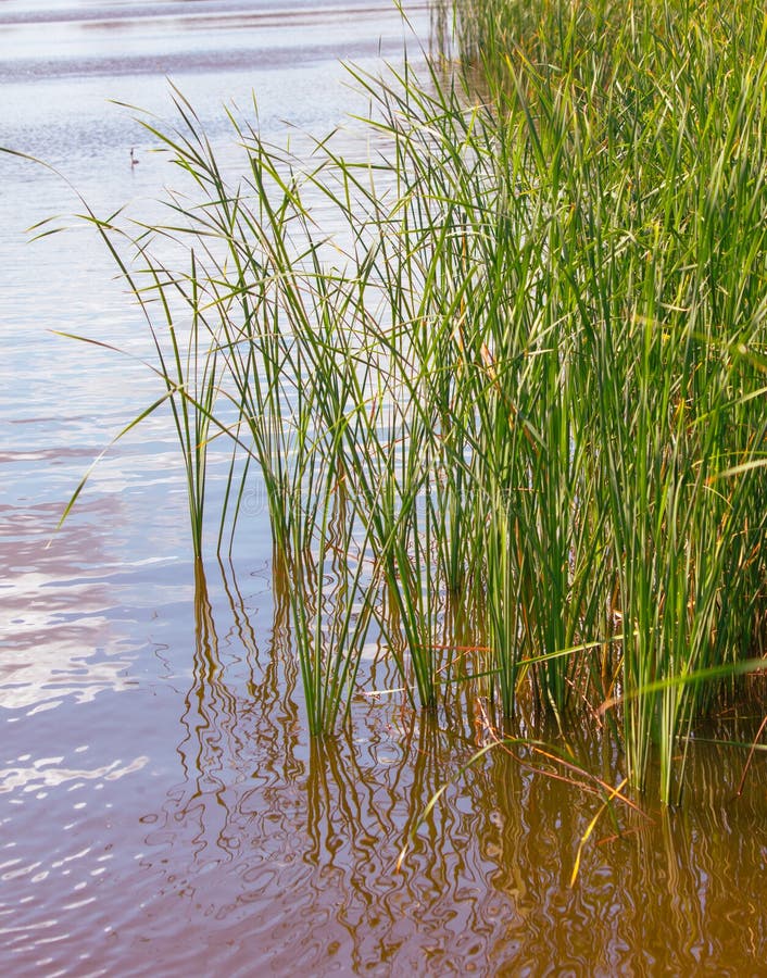 Green Reeds by the Pond in Summer. Nature Stock Image - Image of season ...