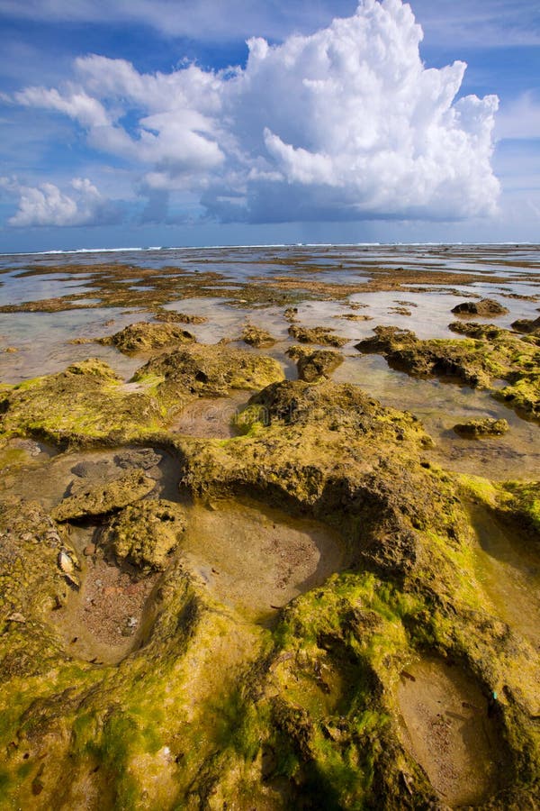 Green reef at low tide stock image. Image of reef, landscape - 29441511